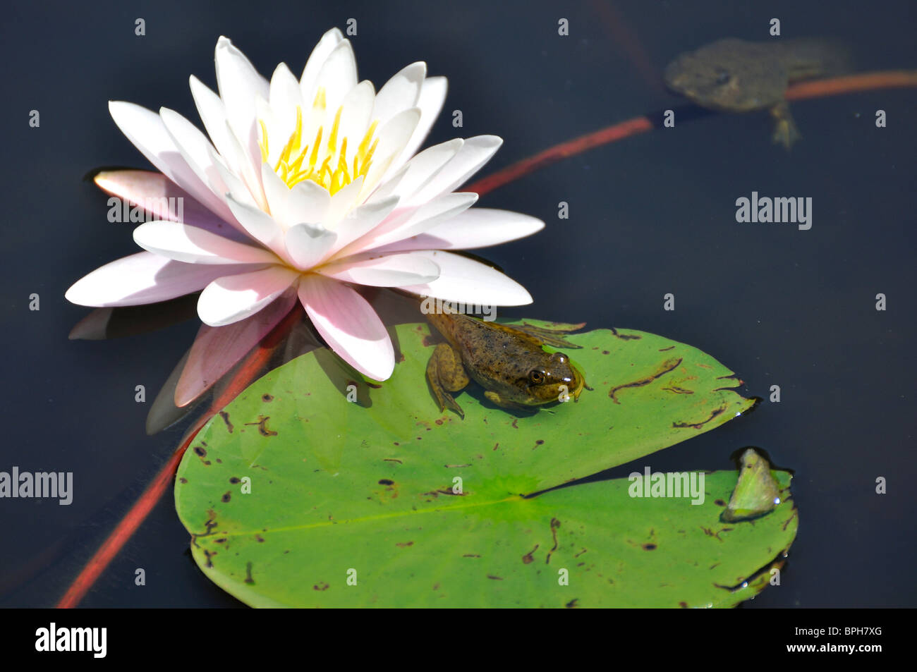 Water lily - Nymphaeaceae Stock Photo - Alamy