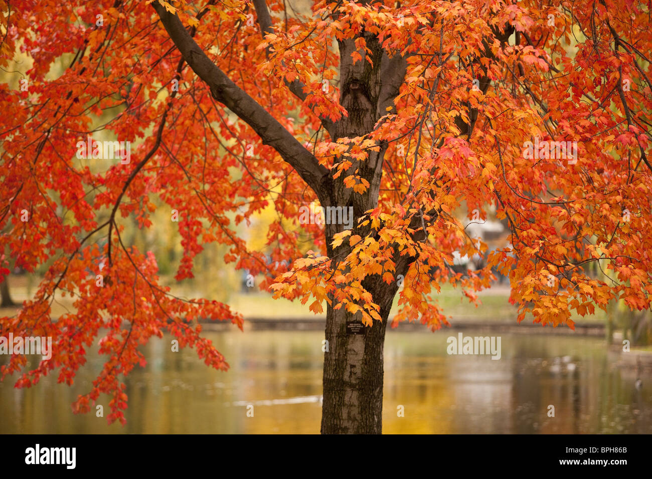 Lake nature tree hi-res stock photography and images - Alamy