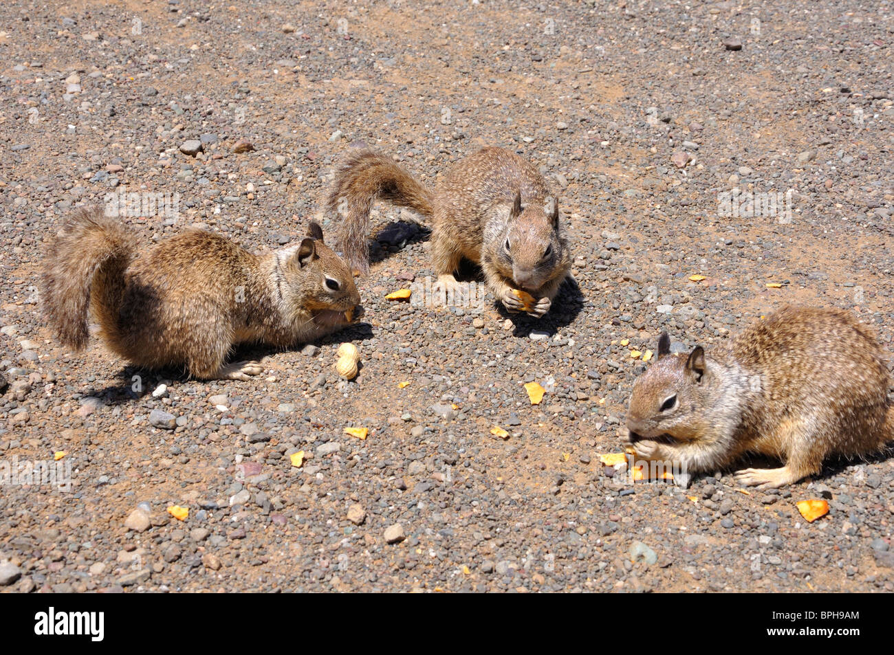 Squirrels eating peanuts Stock Photo - Alamy