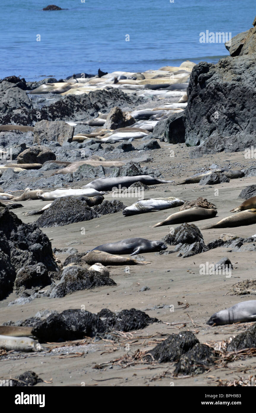 Elephant seals colony during molting period, Piedras Blancas beach ...