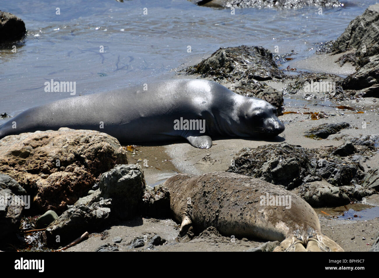 Elephant seals colony during molting period, Piedras Blancas beach ...