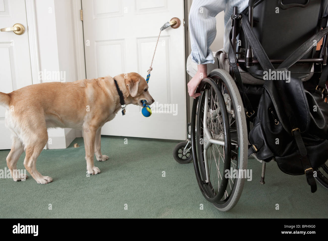 Service dog door wheelchair hi-res stock photography and images - Alamy