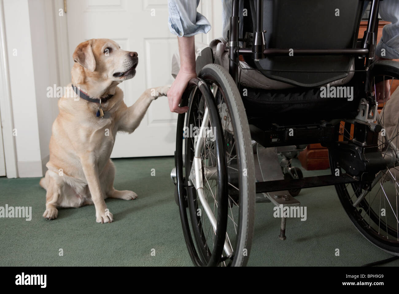 Service dog with a man in a wheelchair Stock Photo - Alamy