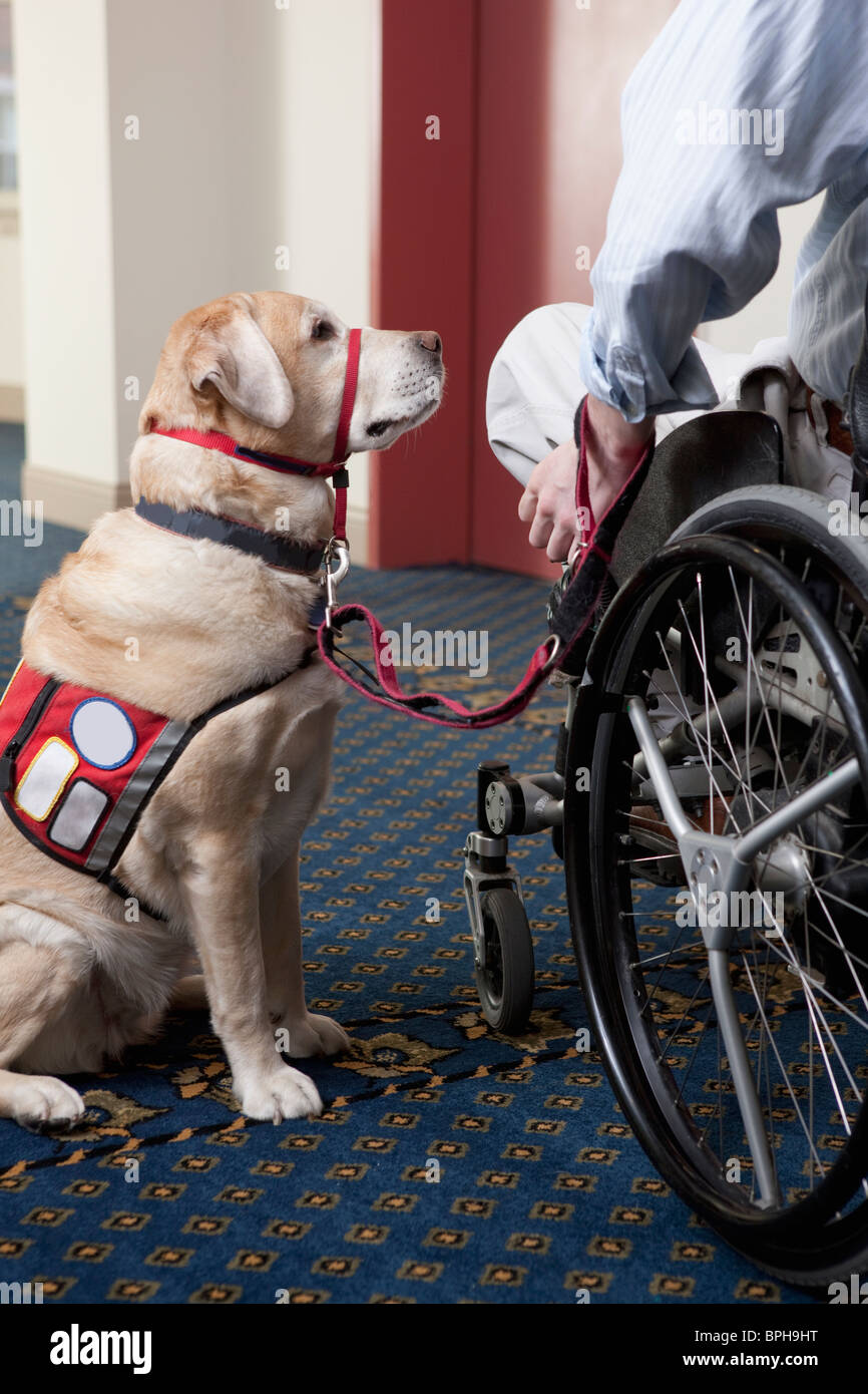 Service dog with a man in a wheelchair Stock Photo - Alamy
