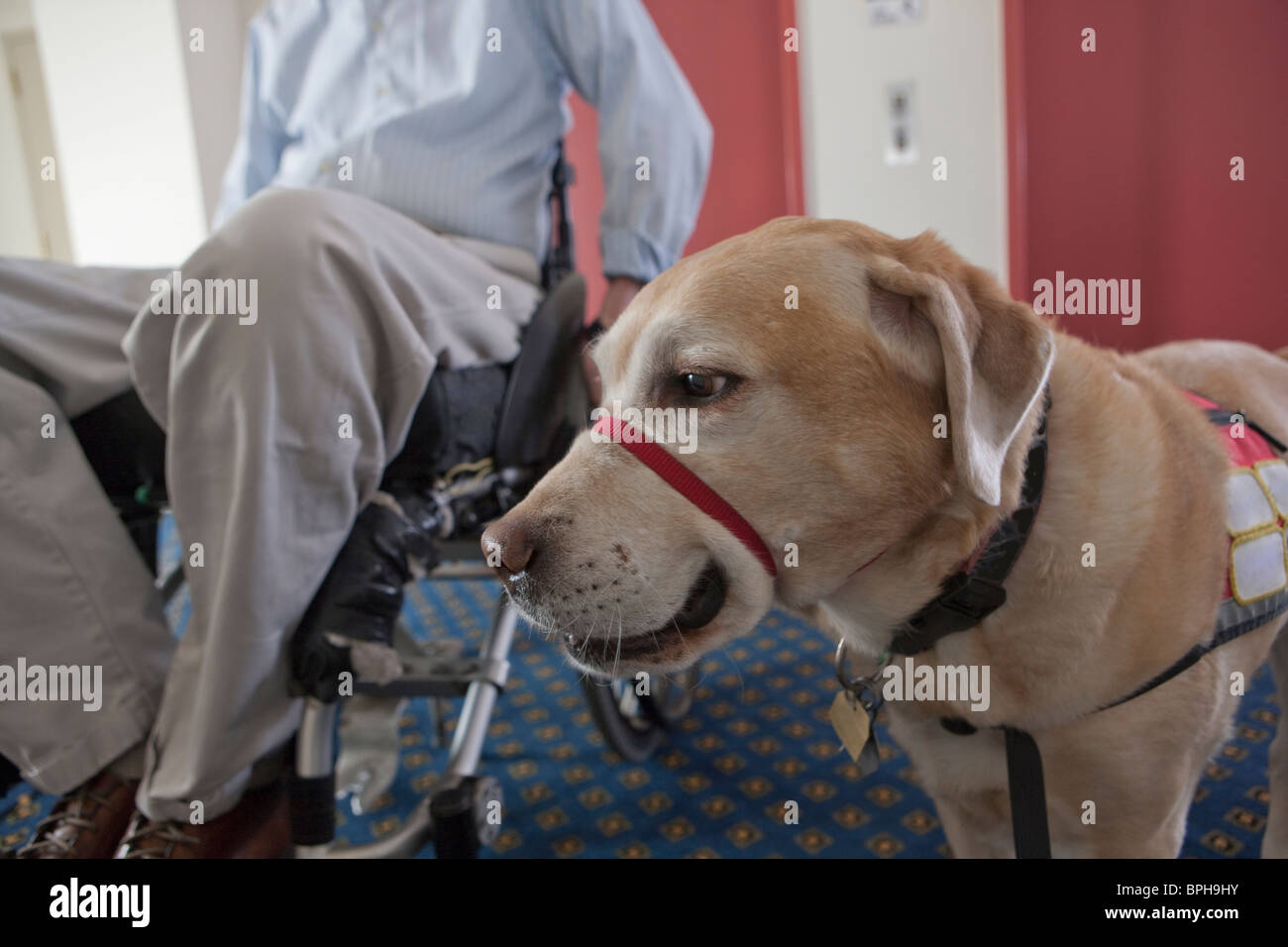 Service dog with a man in a wheelchair Stock Photo - Alamy