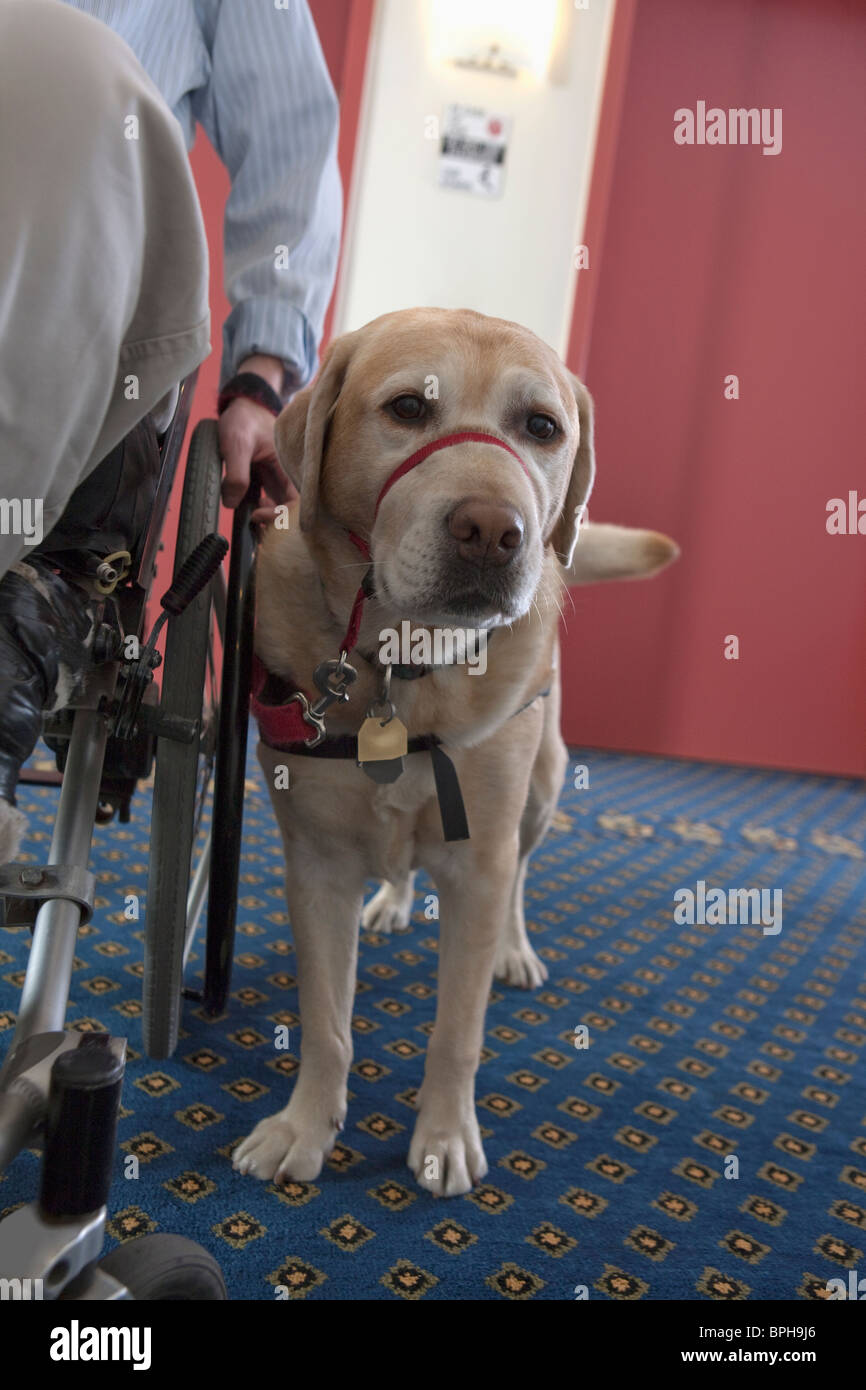 Service dog with a man in a wheelchair Stock Photo - Alamy