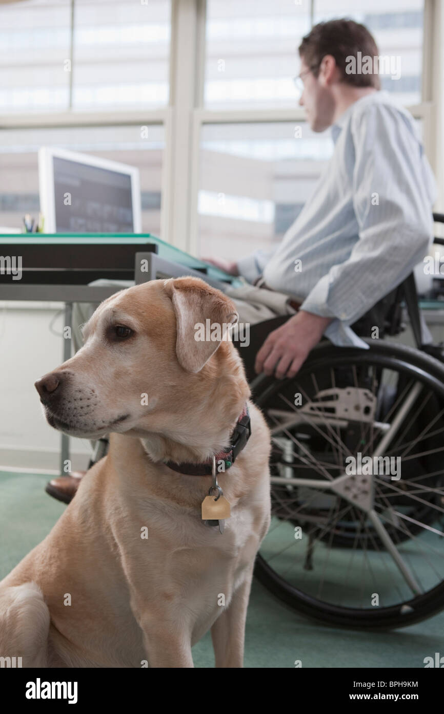 Labrador sitting at desk in office hi-res stock photography and images ...