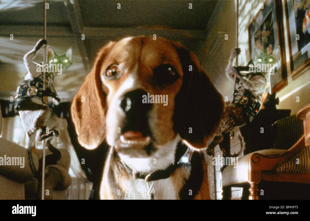 Cats And Dogs Film Stock Photos & Cats And Dogs Film Stock Images - Alamy