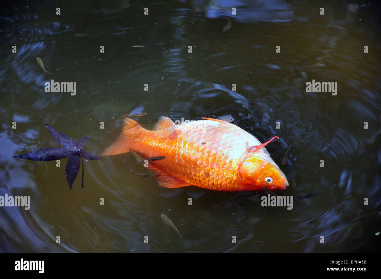 Dead fish in pond Stock Photo - Alamy