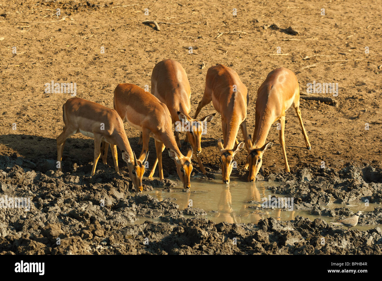 Wildlife impala drinking hi-res stock photography and images - Alamy