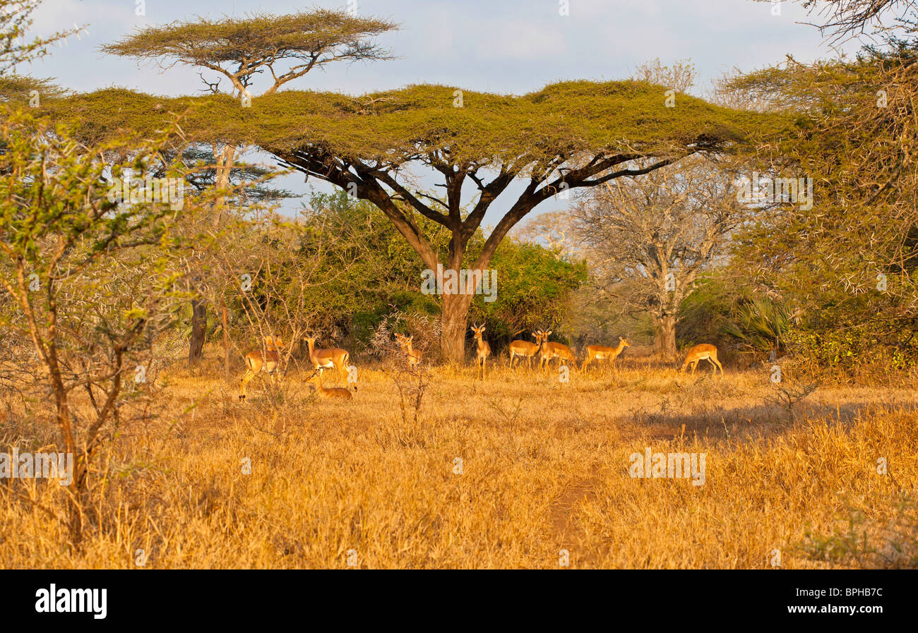 Impala herd feeding hi-res stock photography and images - Alamy
