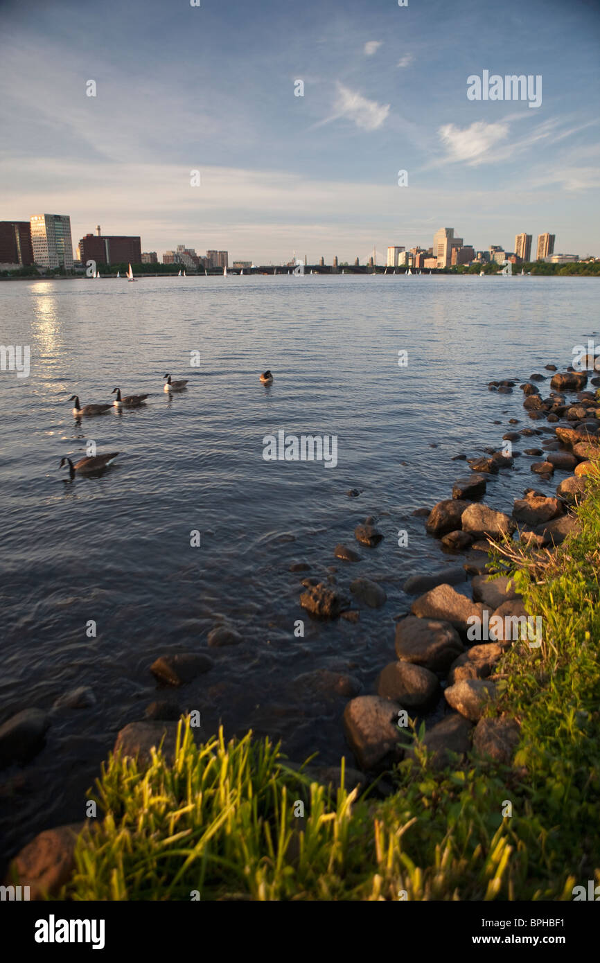 Massachusetts fauna hi-res stock photography and images - Alamy