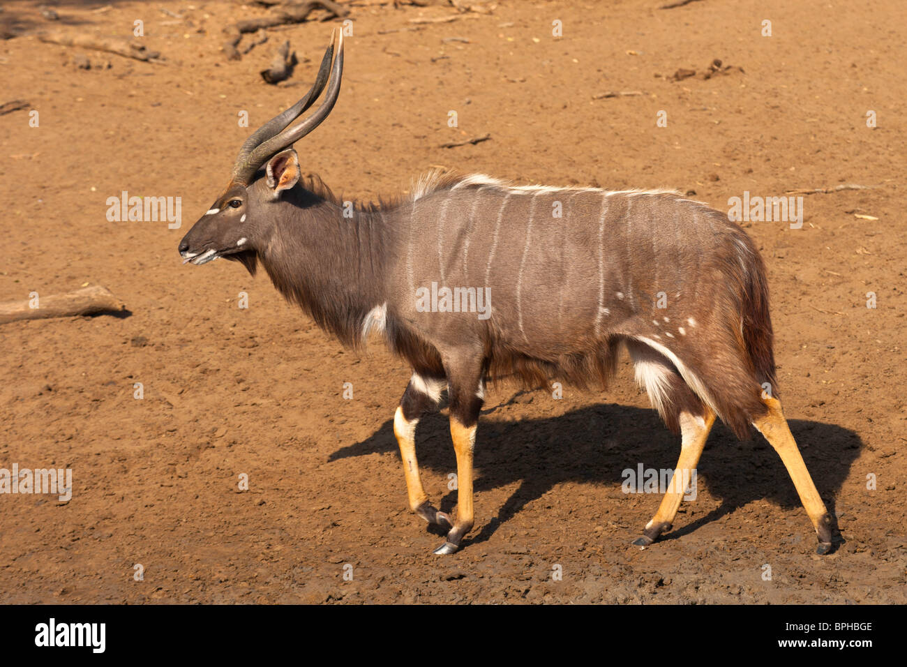 Nyala bull hi-res stock photography and images - Alamy