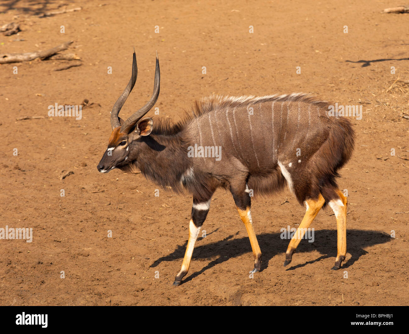 Nyala bull hi-res stock photography and images - Alamy
