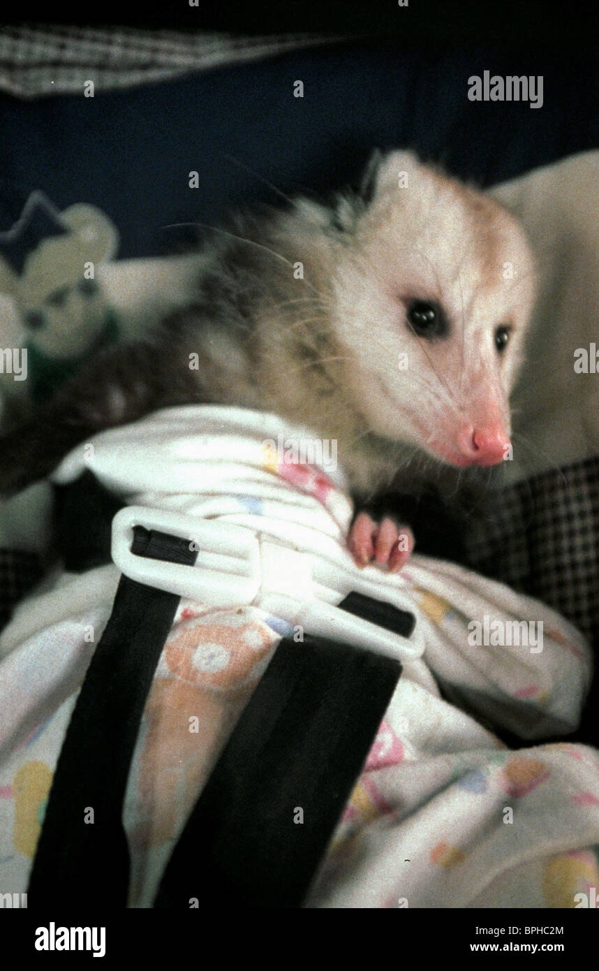 Dr Dolittle 2 High Resolution Stock Photography and Images - Alamy