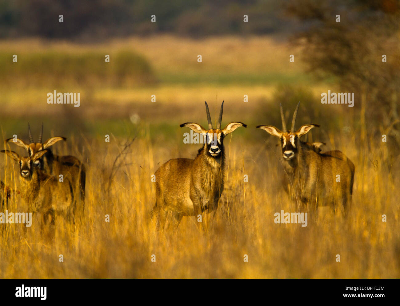 Three antelope hi-res stock photography and images - Alamy