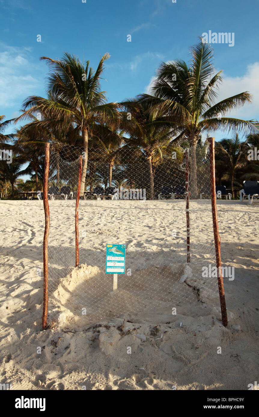 Sea turtle nest protected on a beach Stock Photo - Alamy