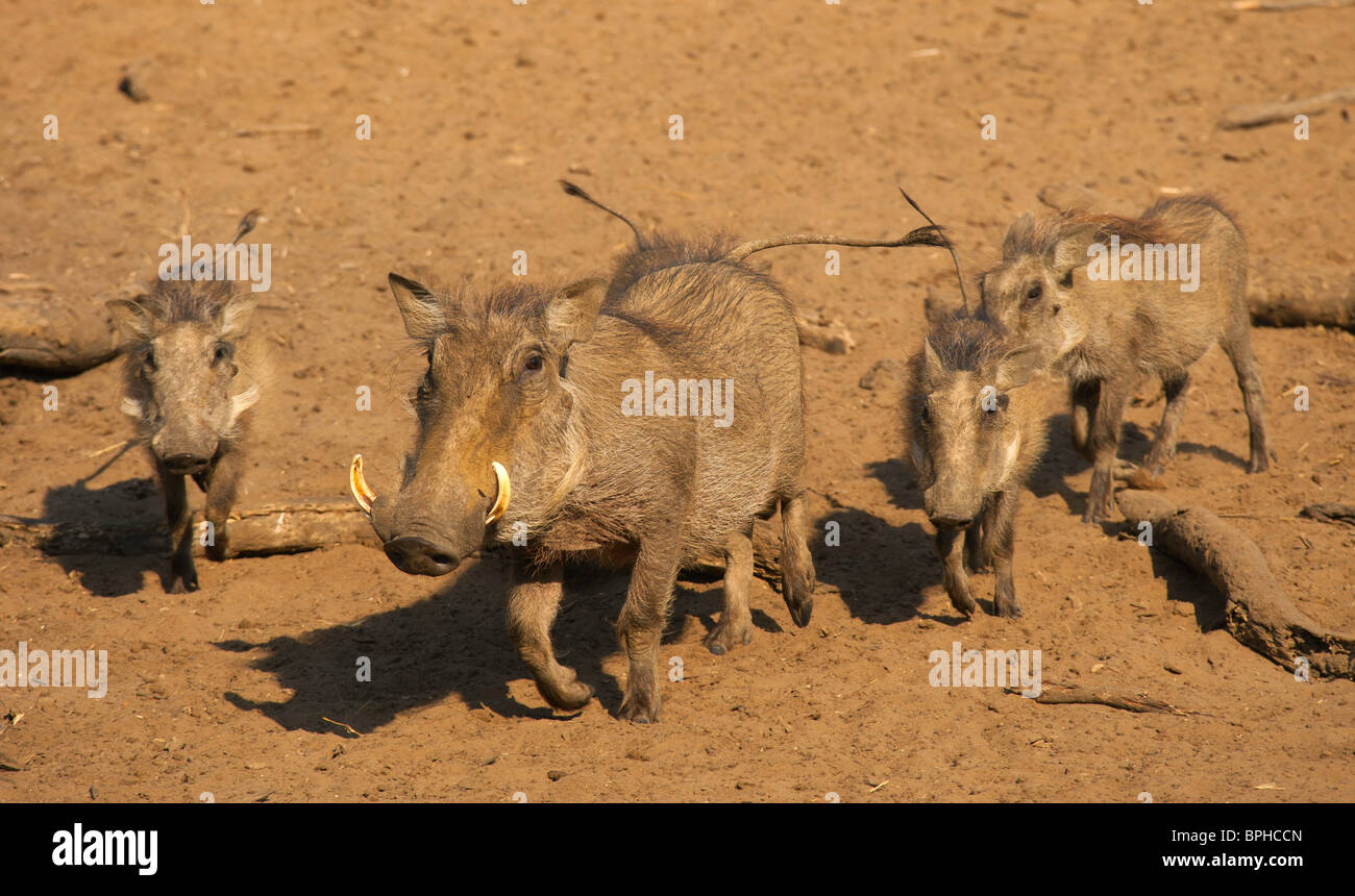 Running youngsters hi-res stock photography and images - Alamy