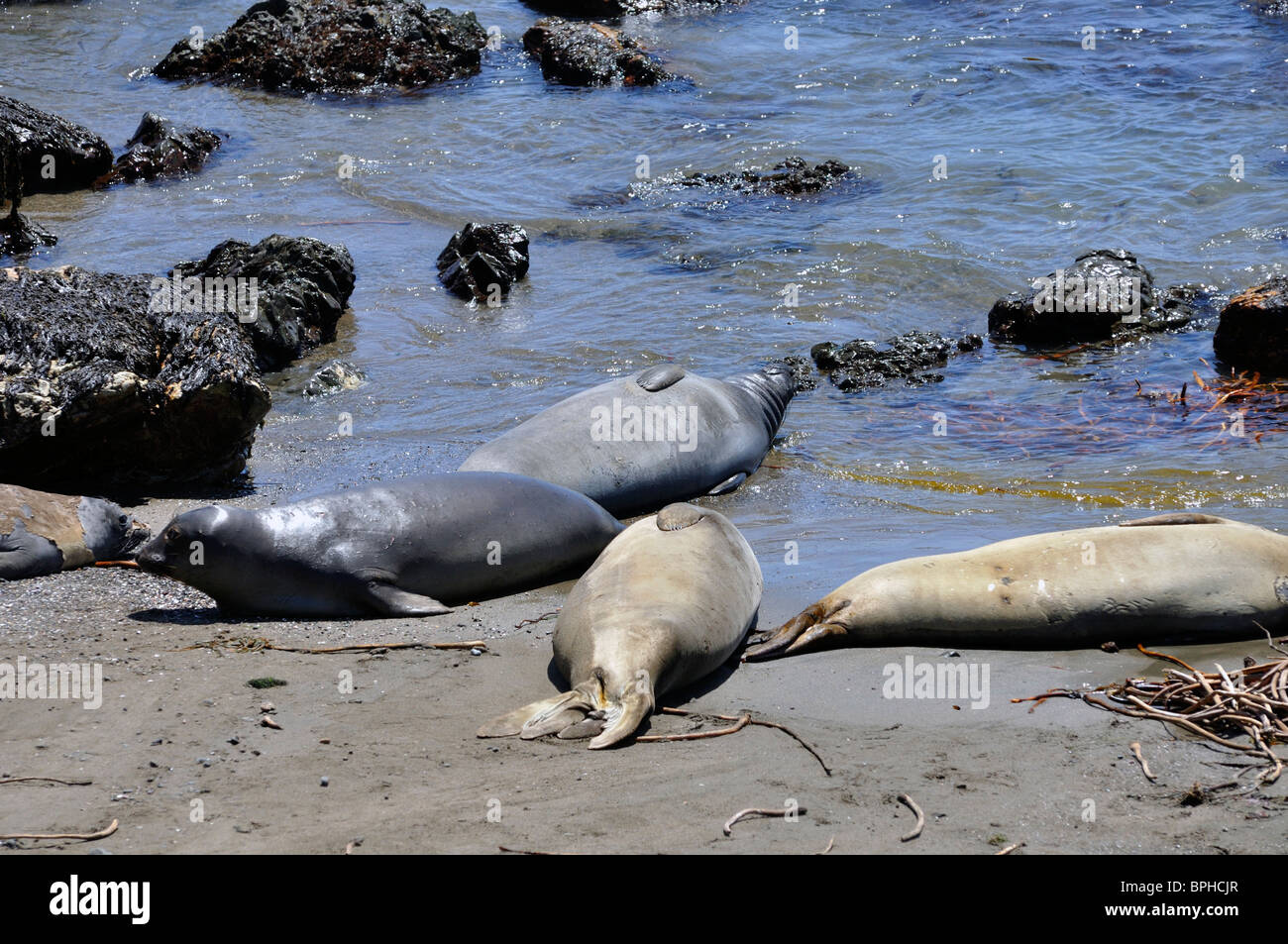 Elephant seals colony during molting period, Piedras Blancas beach ...