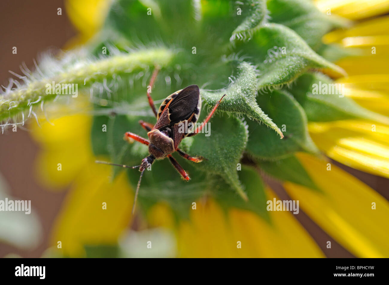 Yellow bellied bee assassin on sunflower - Apiomerus Flaviventris Stock ...