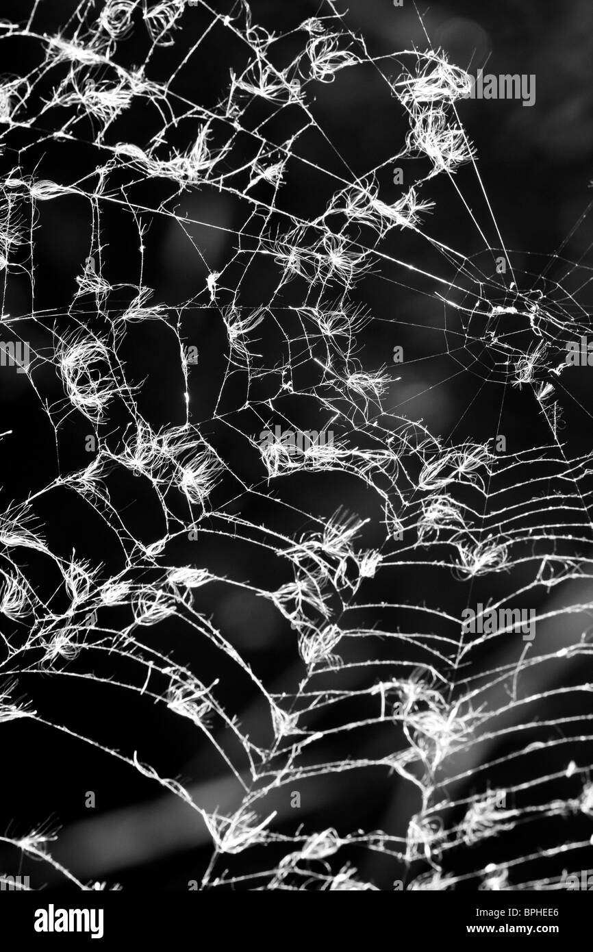Spider close up Black and White Stock Photos & Images - Alamy