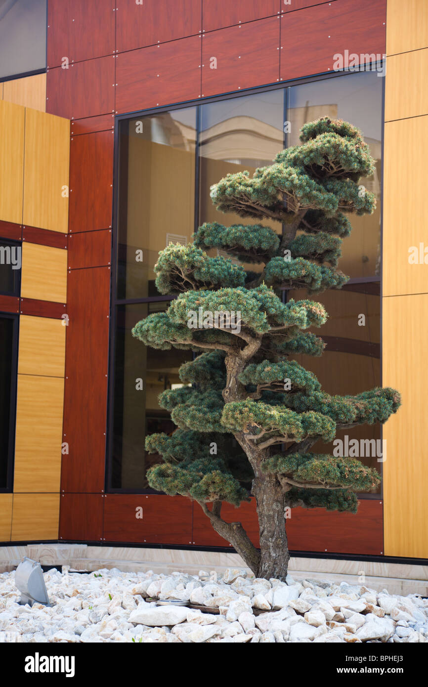 Modern architecture and decorative tree Stock Photo - Alamy