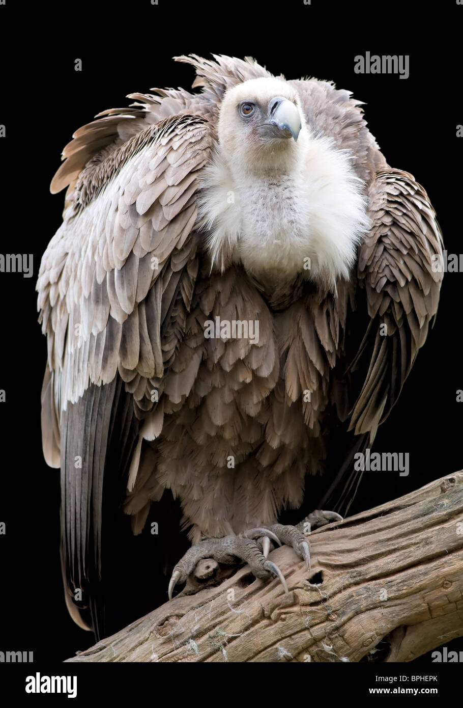 Black griffon hi-res stock photography and images - Alamy