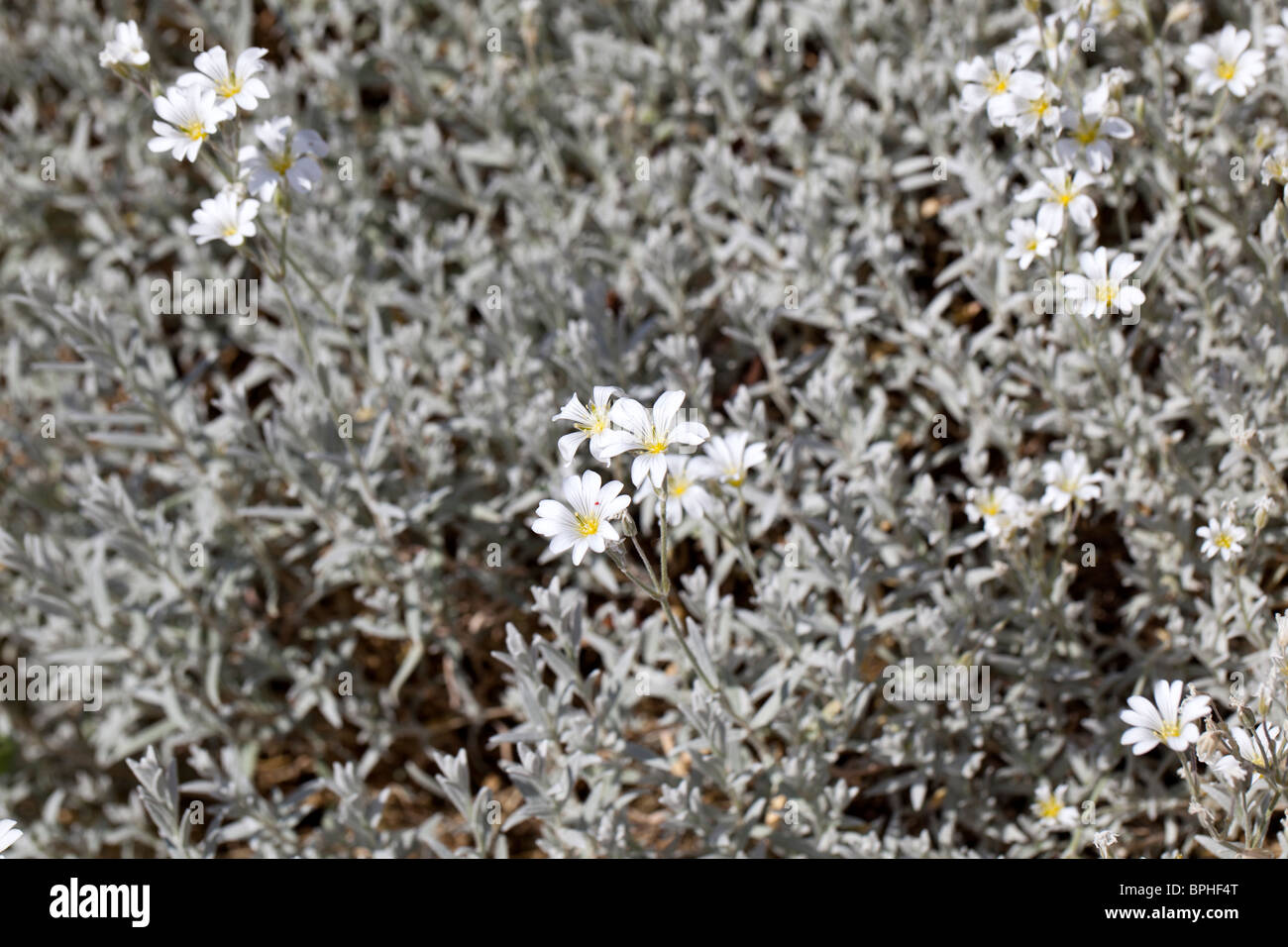 Cerastium Tomentosum High Resolution Stock Photography and Images - Alamy
