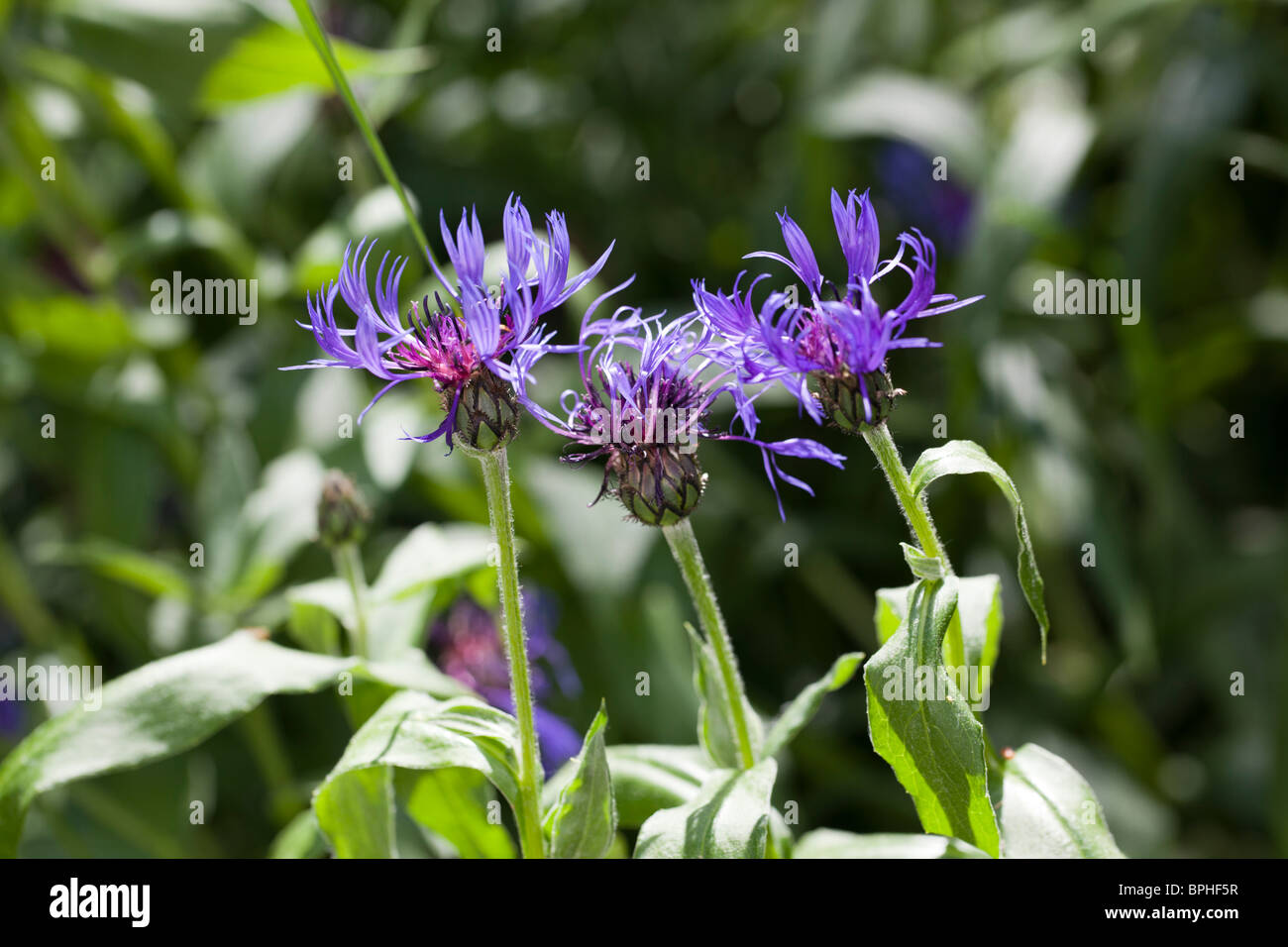 Bachelors buttons hi-res stock photography and images - Alamy