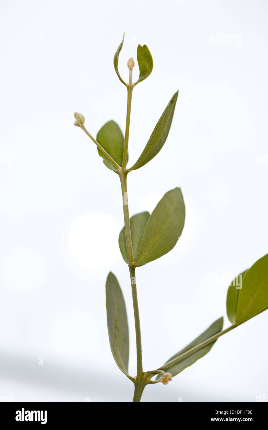 Simmondsia chinensis hi-res stock photography and images - Alamy