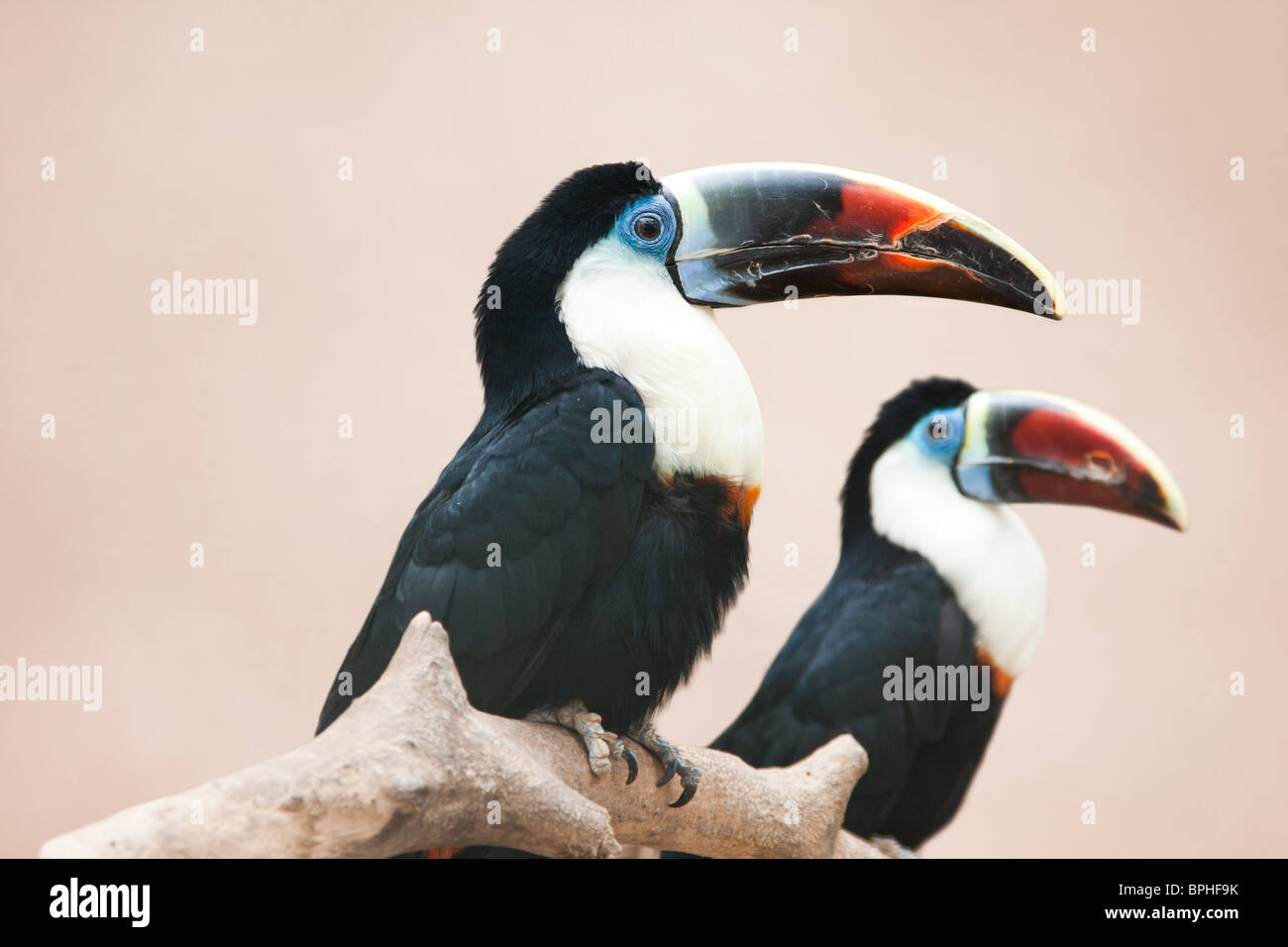 Tucanus ramphastos bird two hi-res stock photography and images - Alamy