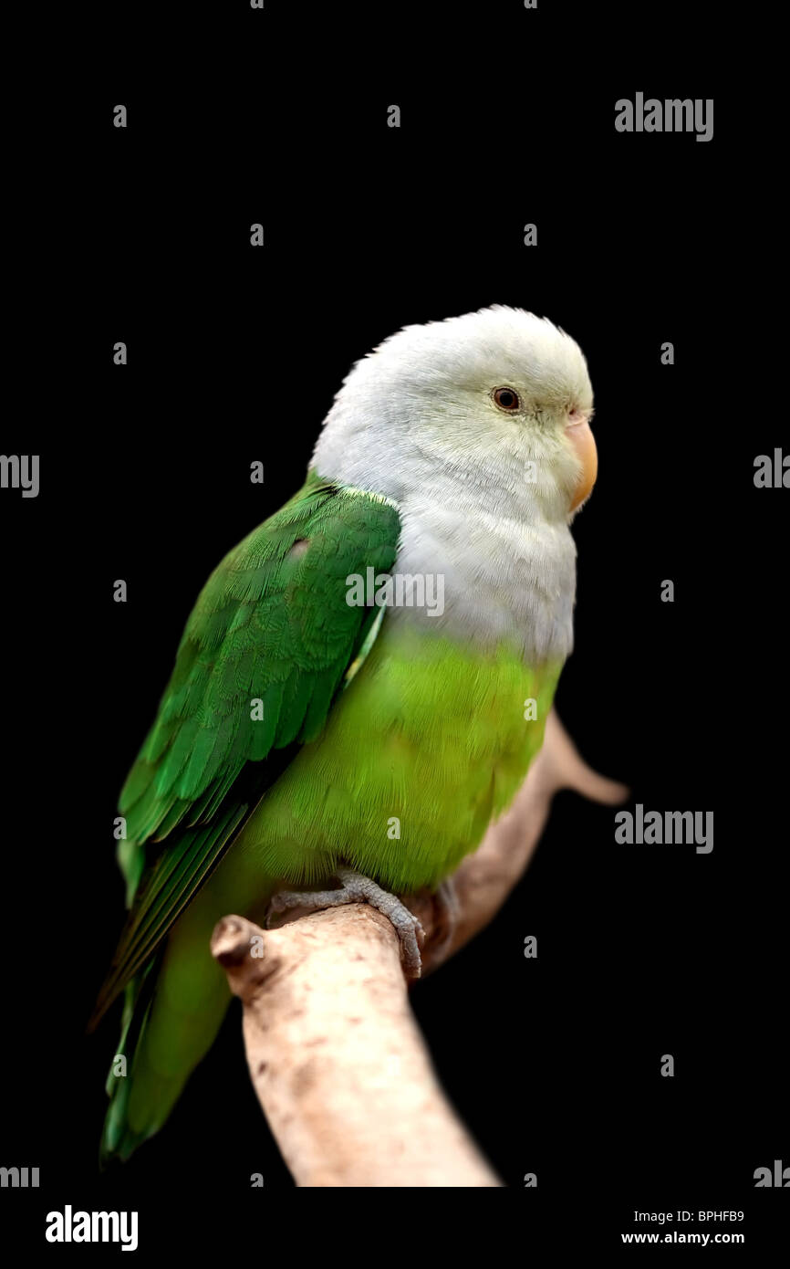 Parrot isolated side view hi-res stock photography and images - Alamy