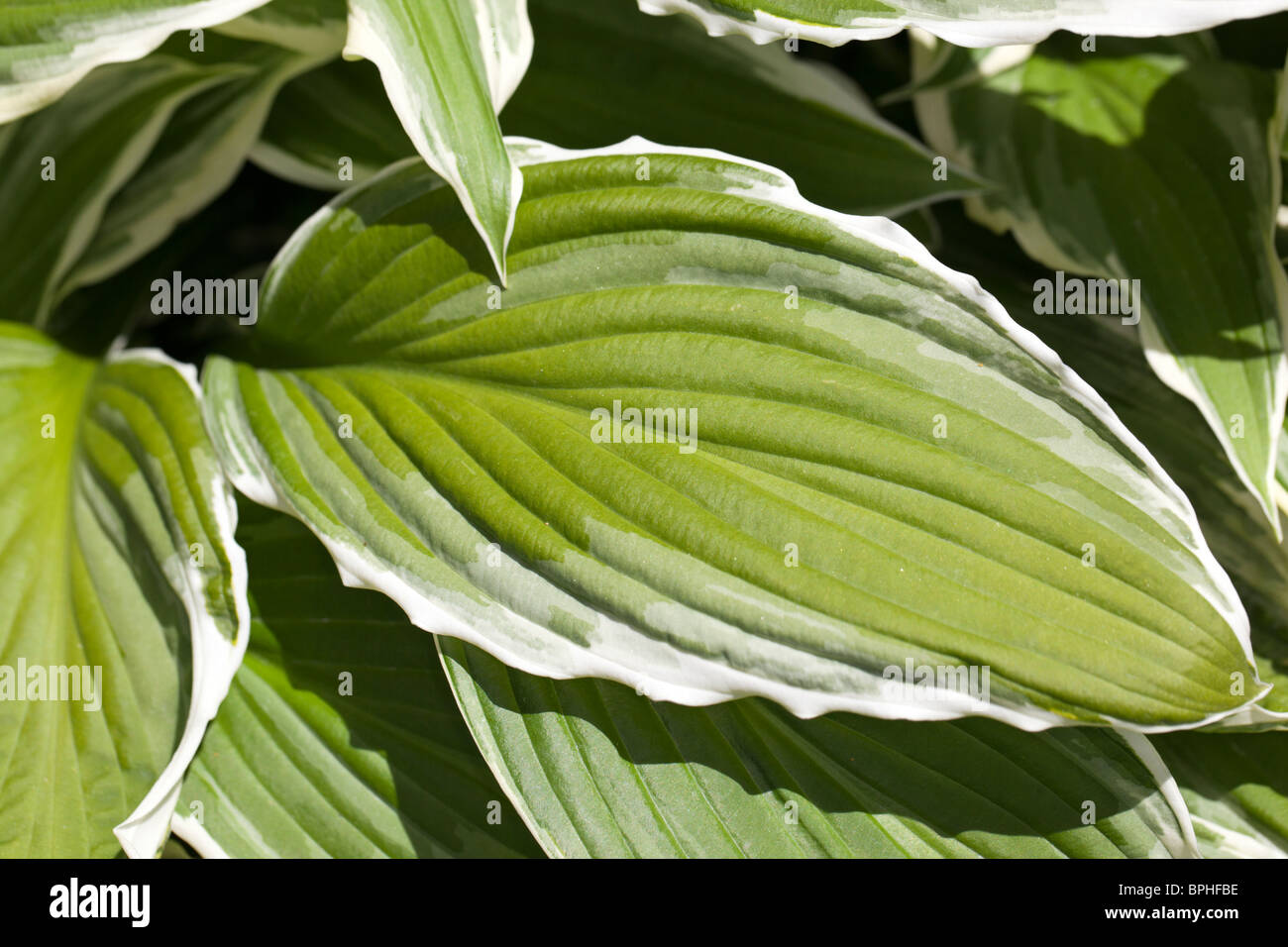 Hosta bicolor hi-res stock photography and images - Alamy