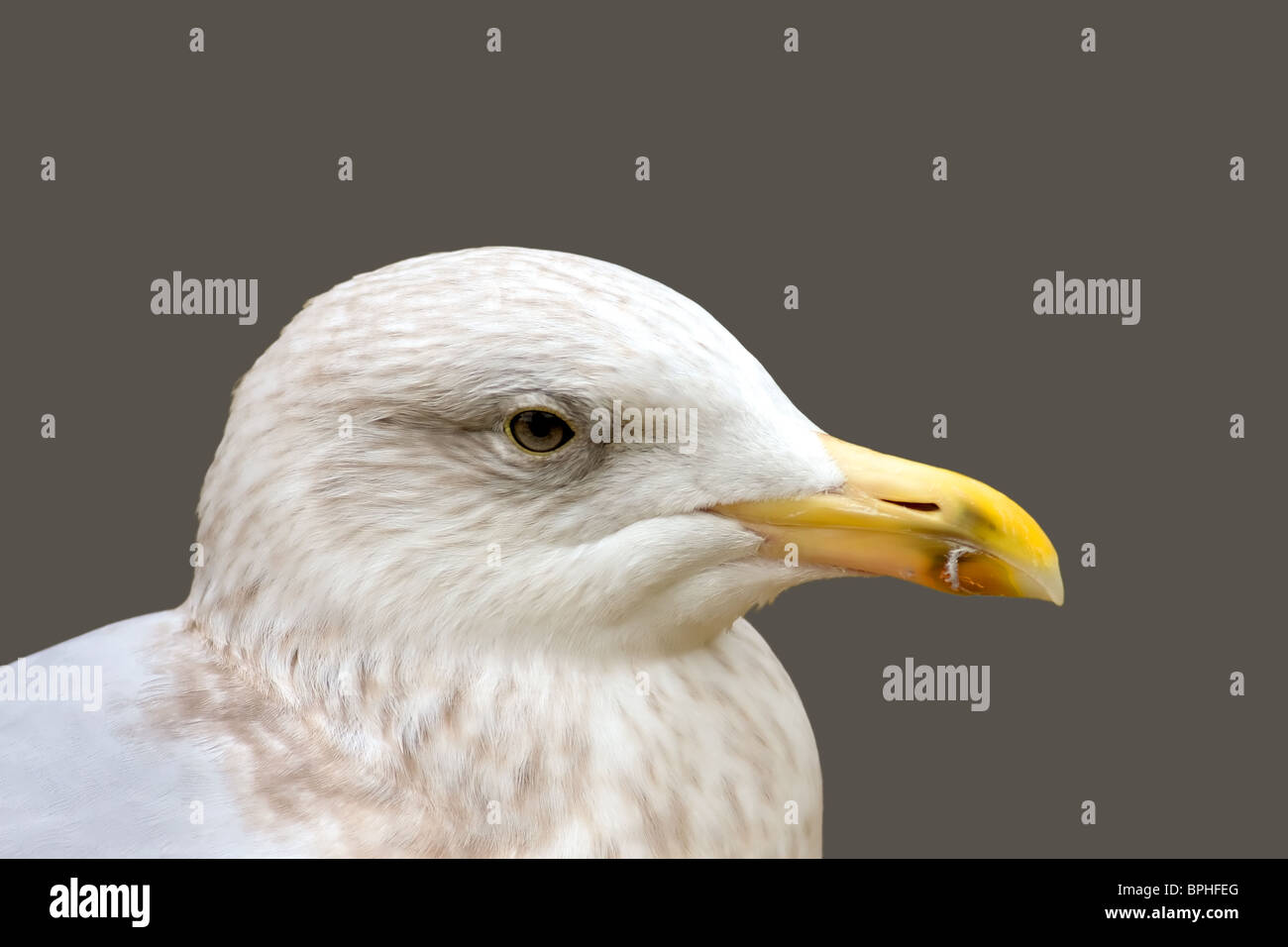 Silver gull portrait hi-res stock photography and images - Alamy