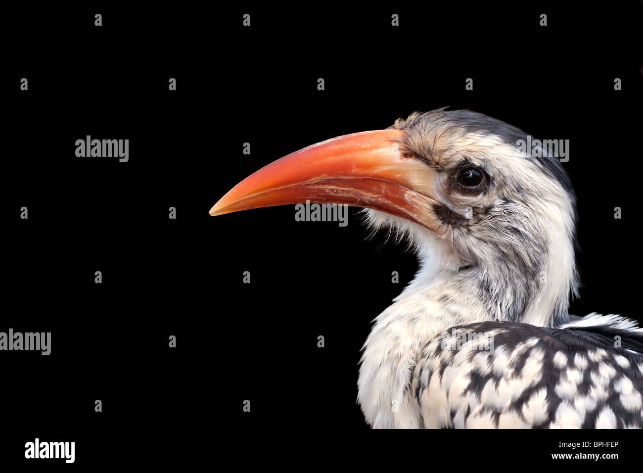 Portrait of a Red Billed Hornbill isolated on black Stock Photo - Alamy