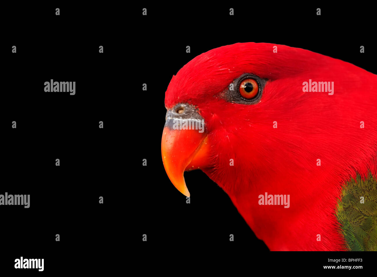 Red lory hi-res stock photography and images - Alamy