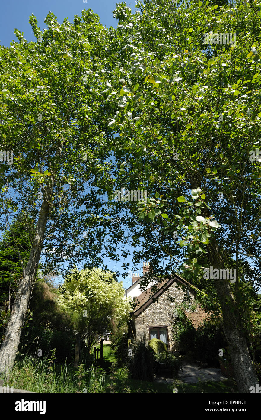 Poplar windbreak trees in full leaf (Populus robusta) in summer Stock ...