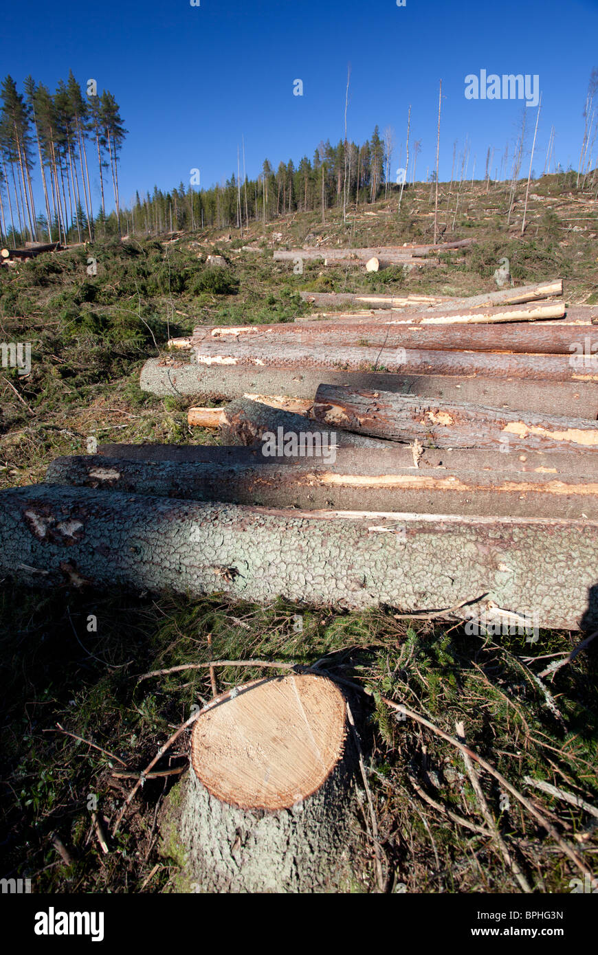 Spruce logs and tree stump at Finnish clear cutting area and felled ...