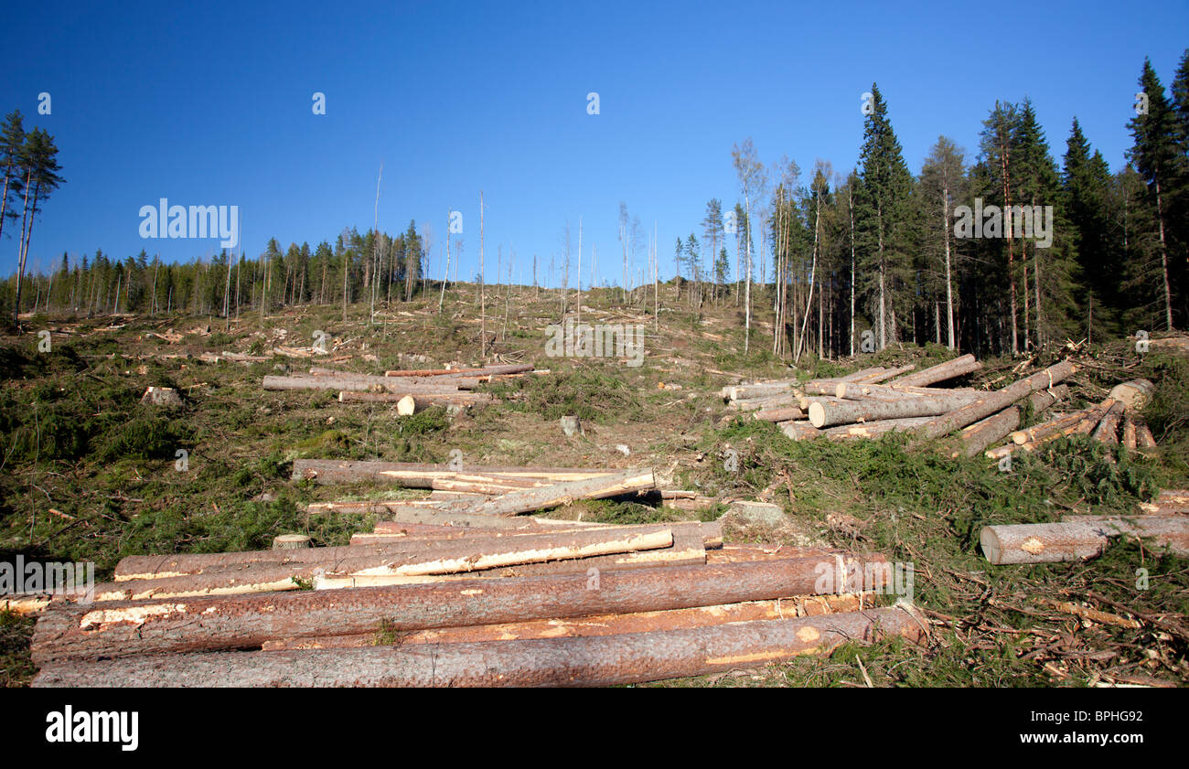 Clear felling logs hi-res stock photography and images - Alamy