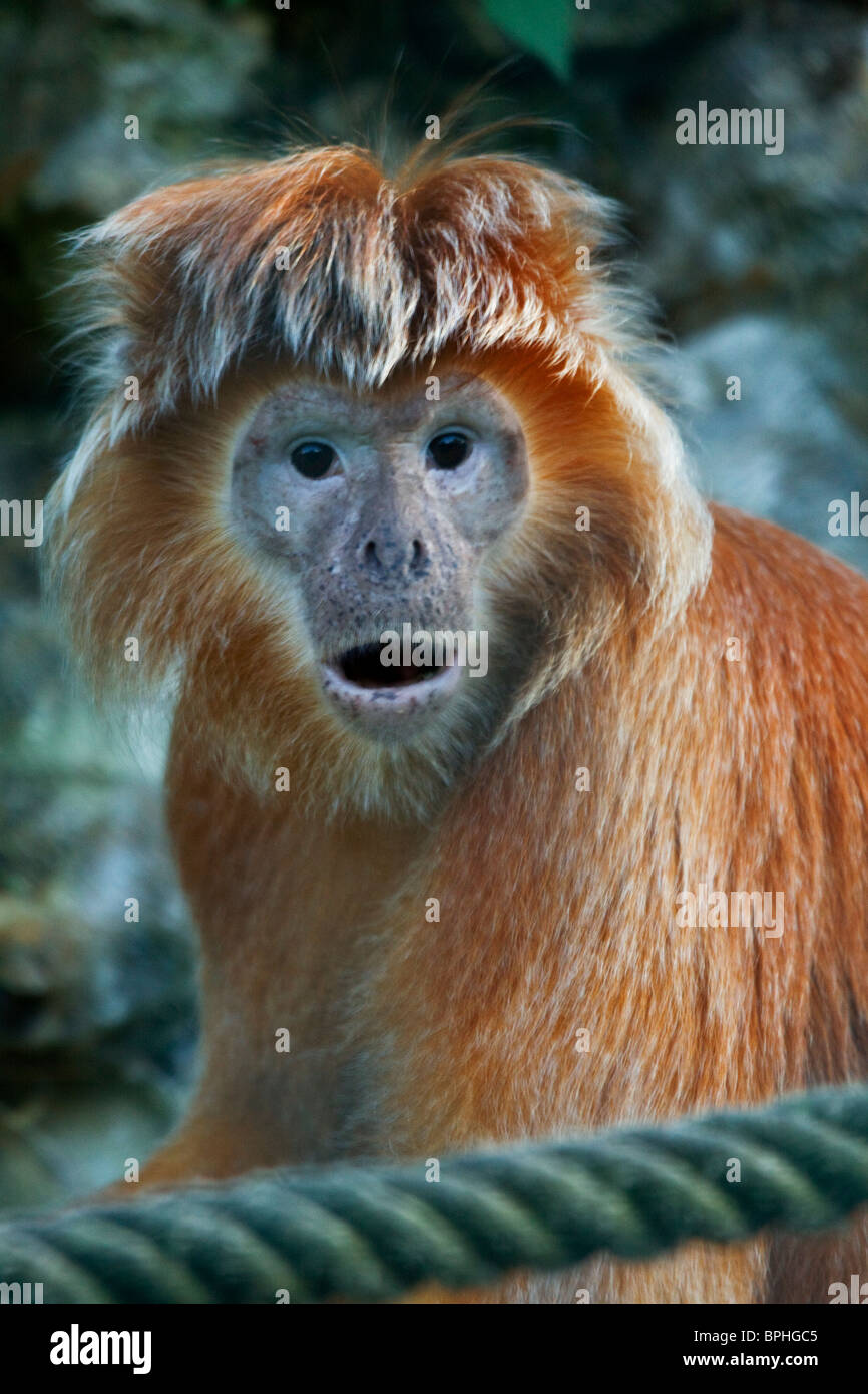 Javan lutung hi-res stock photography and images - Alamy