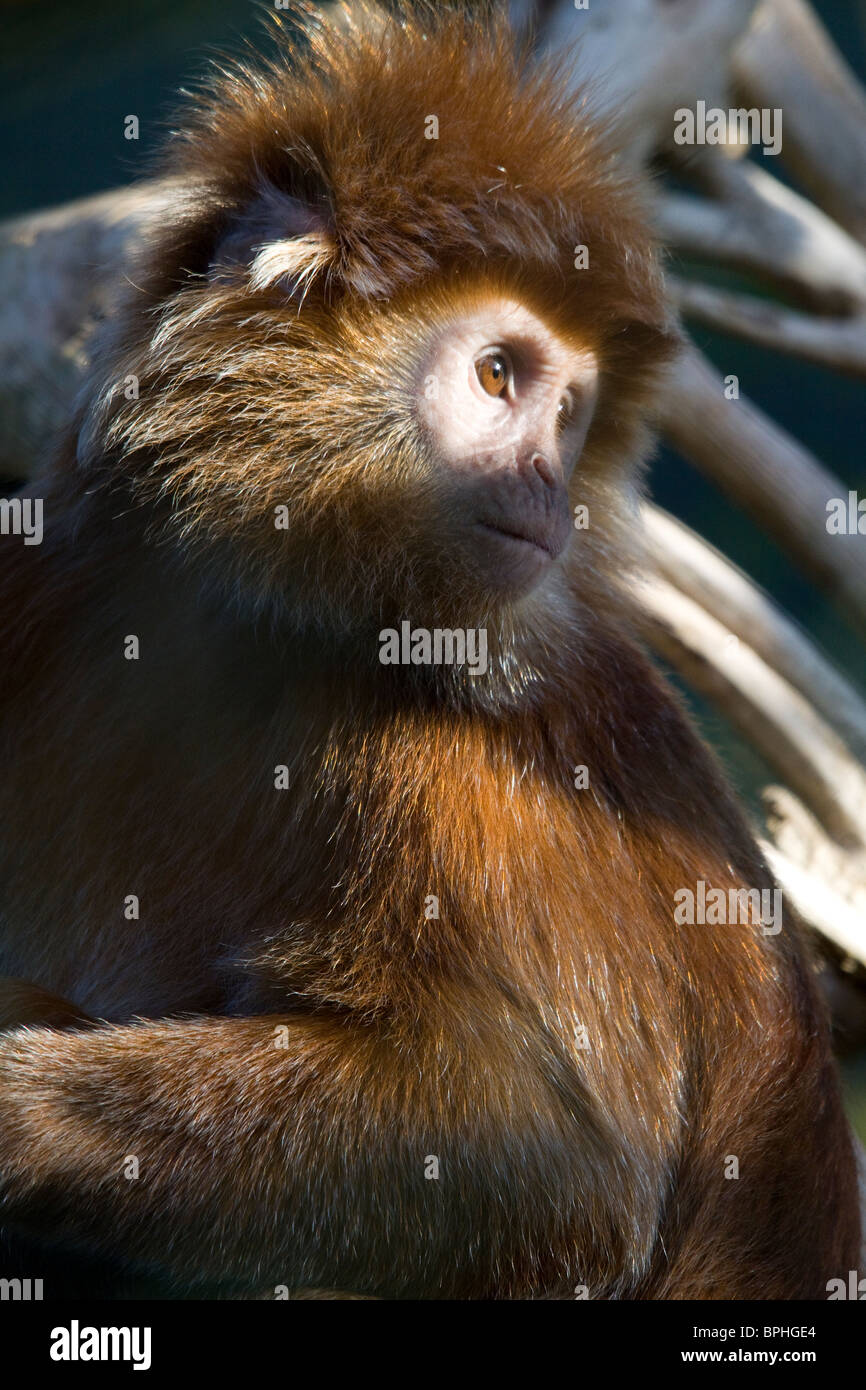 Javan lutung hi-res stock photography and images - Alamy