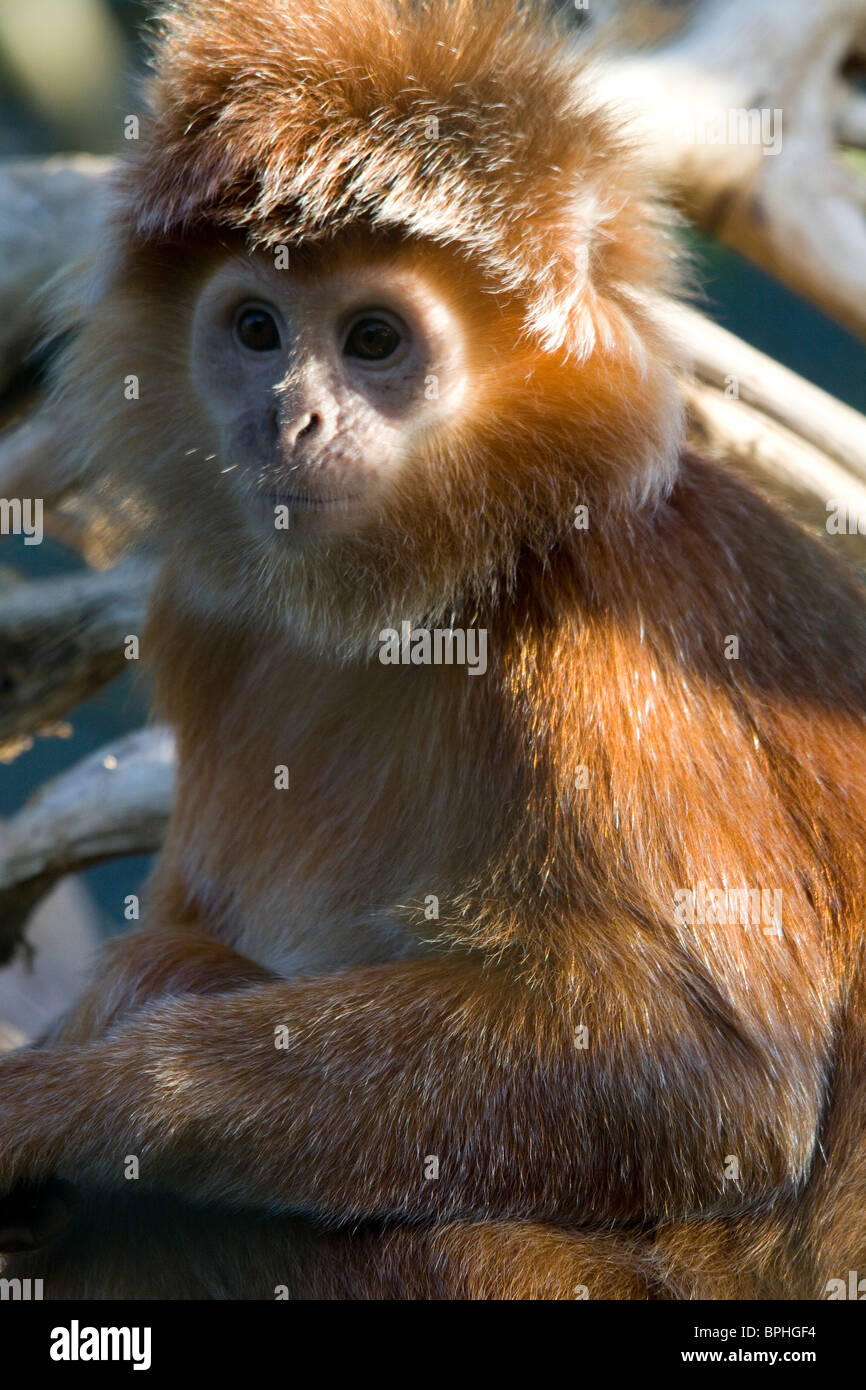 Lutung trachypithecus auratus hi-res stock photography and images - Alamy
