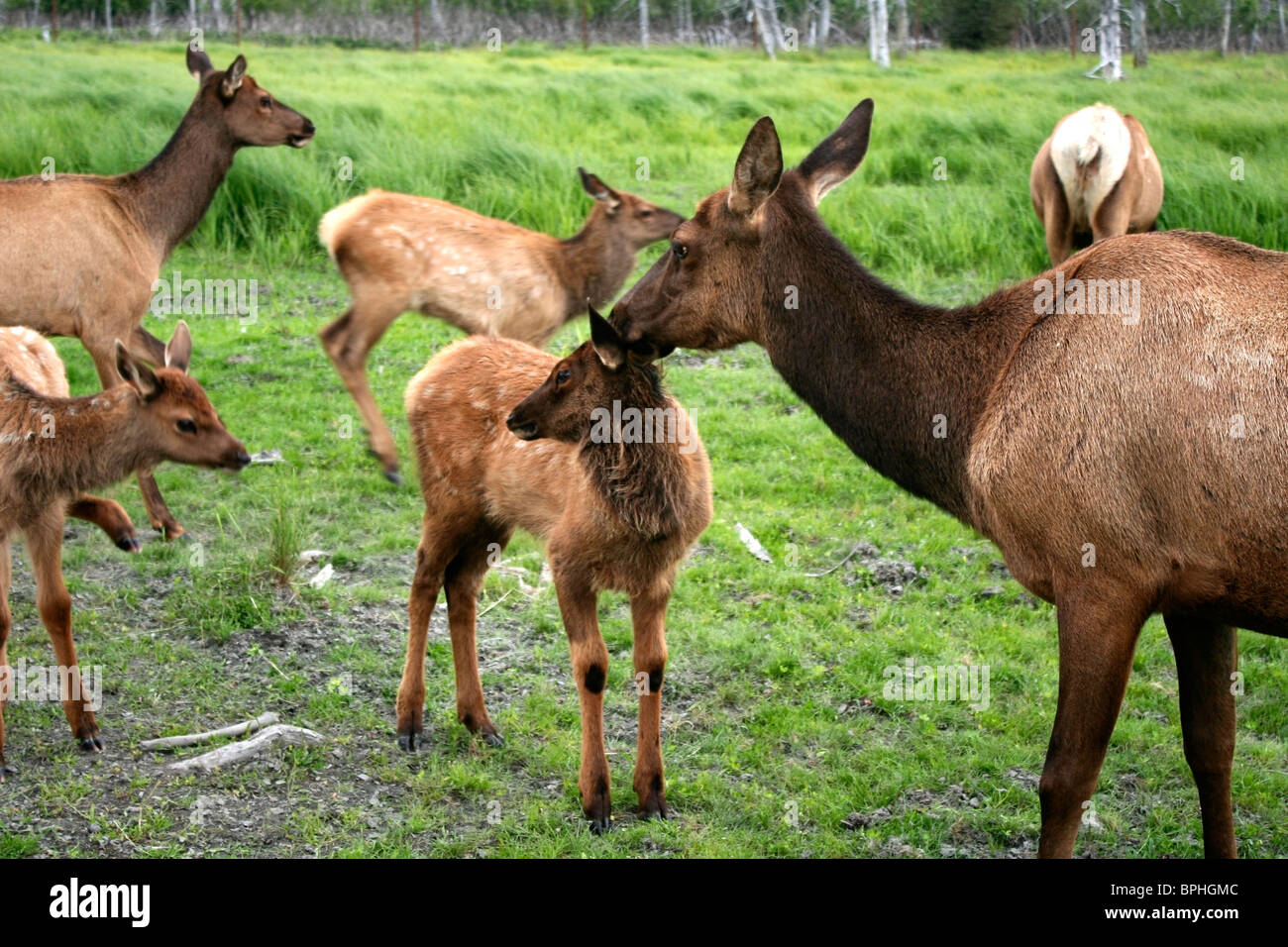 Elk cub hi-res stock photography and images - Alamy