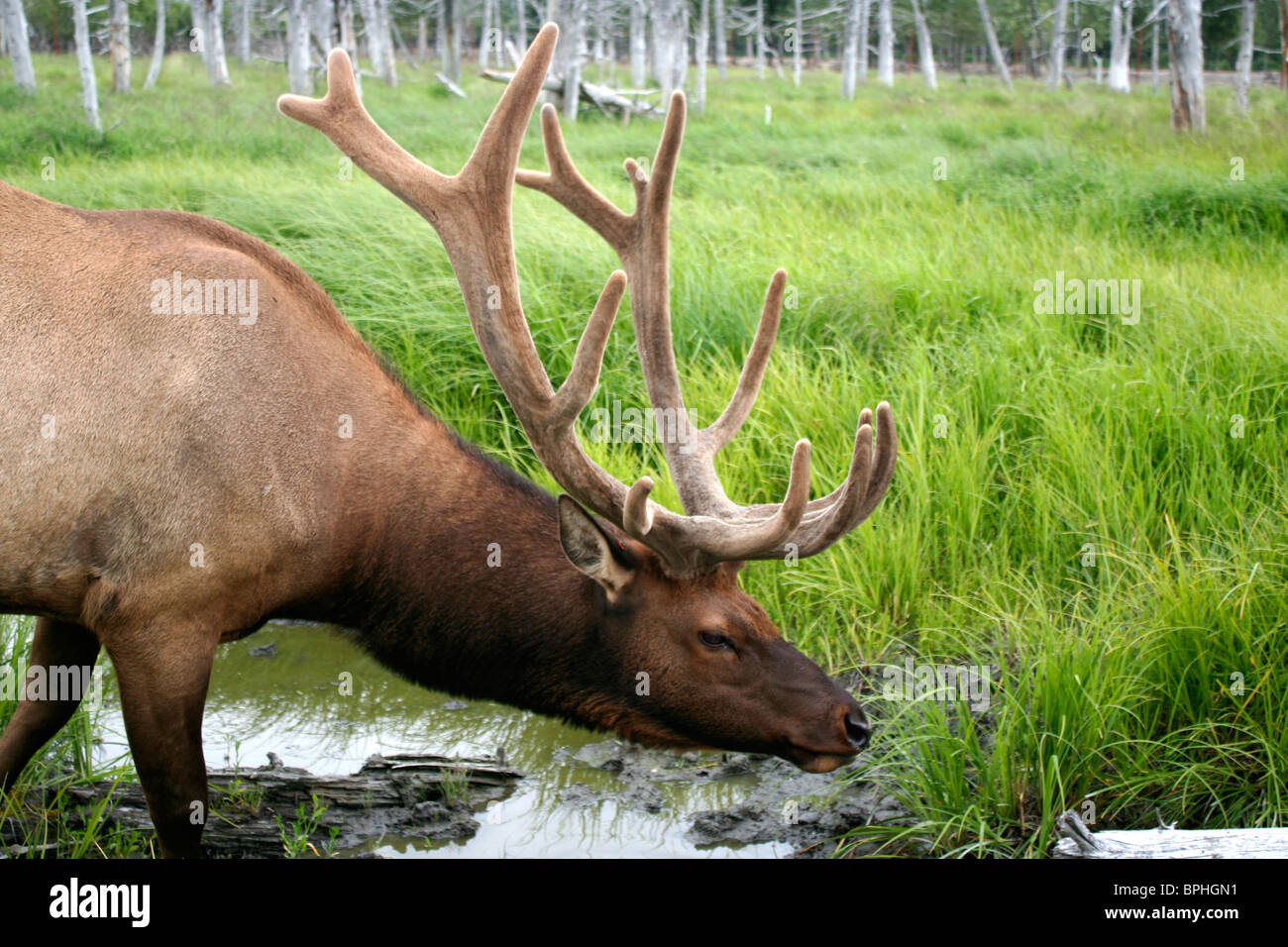 North american elk hi-res stock photography and images - Alamy