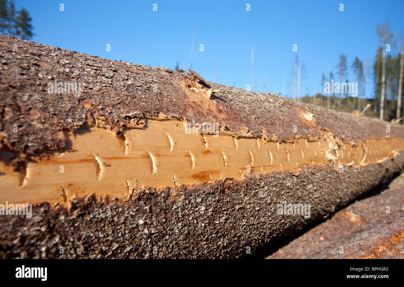 Closeup of a freshly cut spruce ( picea ) log surface where forest ...