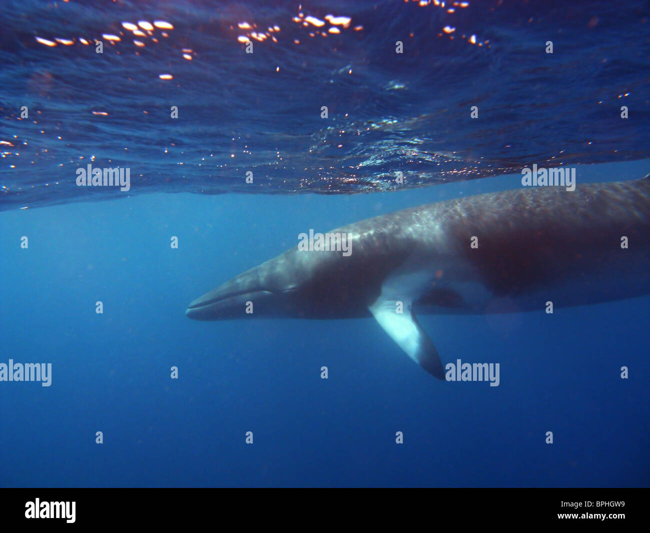 Dwarf minke whale (Balaenoptera acutorostrata), Great Barrier Reef ...