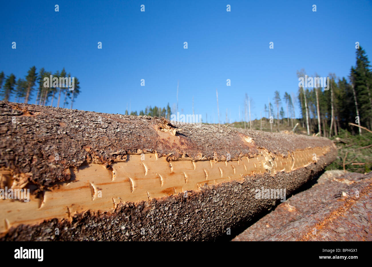 Closeup of a freshly cut spruce ( picea abies ) log surface where ...