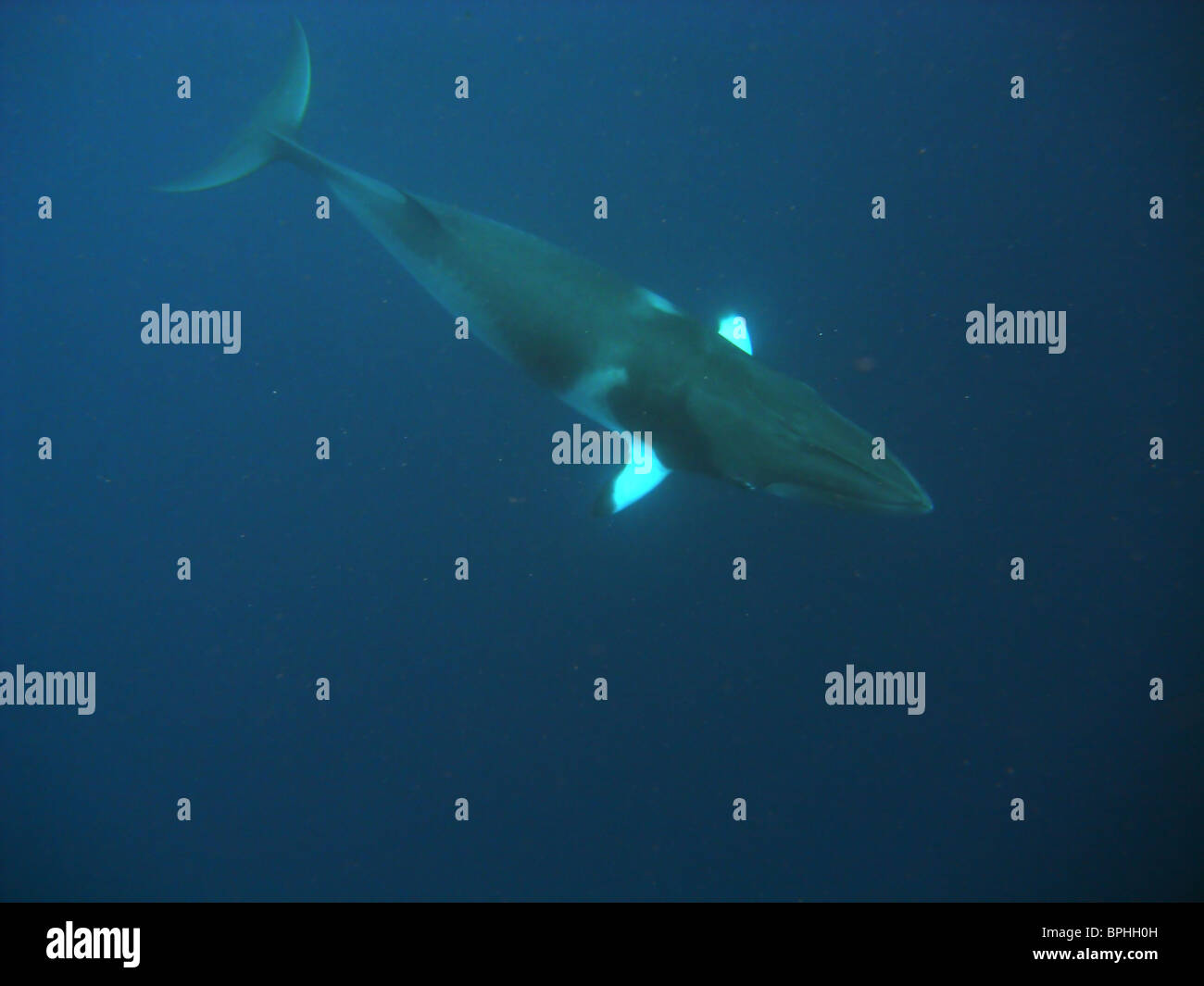 Dwarf minke whale (Balaenoptera acutorostrata), Great Barrier Reef ...