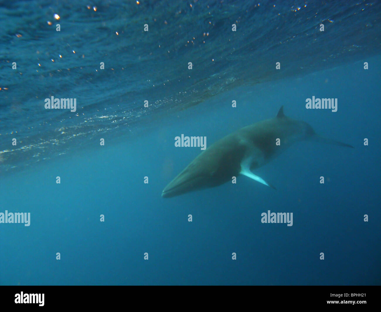 Dwarf minke whale (Balaenoptera acutorostrata), Great Barrier Reef ...