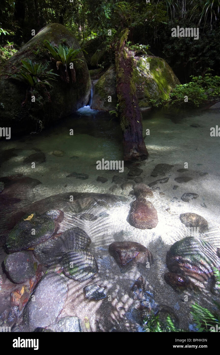 Rainforest creek near Mossman Gorge, Daintree National Park, north ...